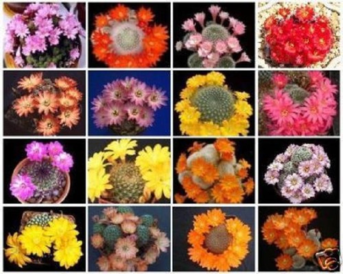 Rebutia variety MIX exotic flowering color cacti rare cactus aloe seed ...