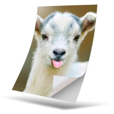 1 x Vinyl Sticker A4 - Baby Goat Animals Pets Farm #3670 | eBay UK