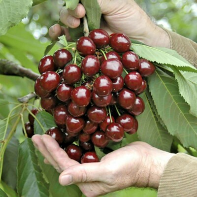STELLA Dwarf Cherry ORGANIC SEEDS Fruit Tree for patios and pots 3 UK ...