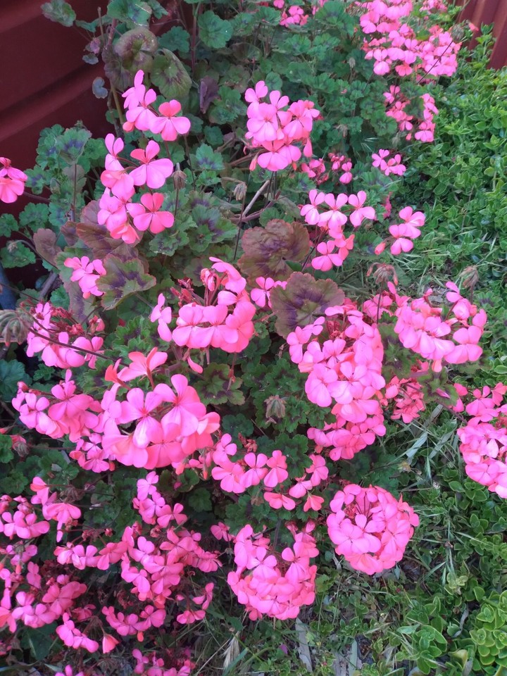 25 Mixed Geranium & Pelargonium Cuttings Good Variety Fresh Free ...