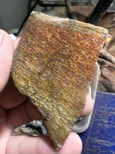 Agatized Utah Dinosaur gem bone rough **hxtled cab slab. | eBay