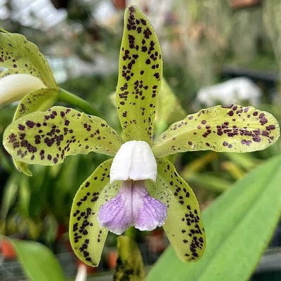 Cattleya guttata var coerulea Species Orchid Plant | eBay
