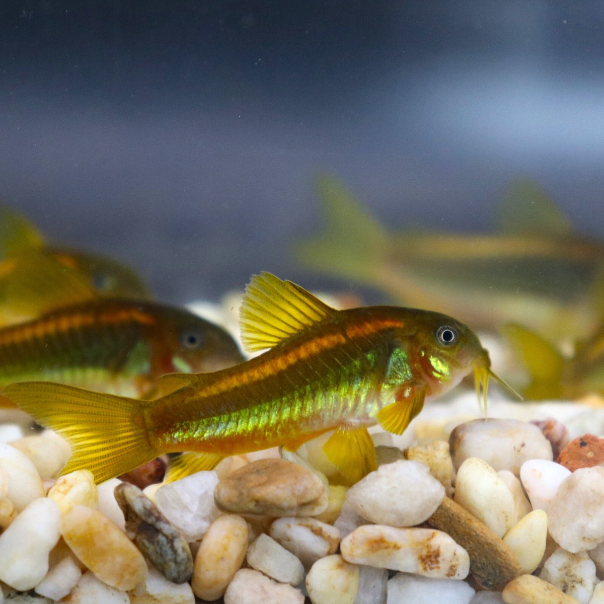 Premium Photo | Gold Laser Corydoras Freshwater Fish In Tropical