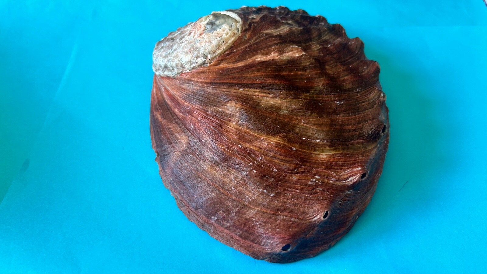 SEASHELL HALIOTIS CONICOPORA F++ 164 MM | eBay