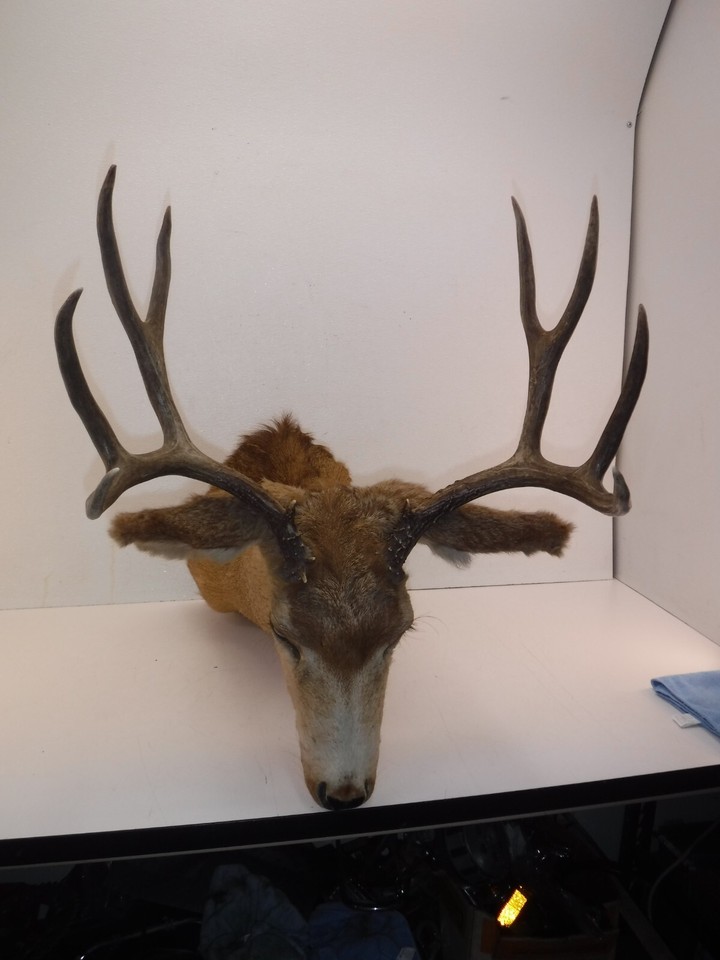 Handsome Deer Head 10-Point Buck Shoulder Mount Taxidermy | eBay