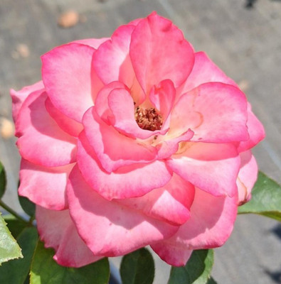 NICHOLE Everblooming Floribunda Rose 5 Gal Bush Plants Plant Roses ...