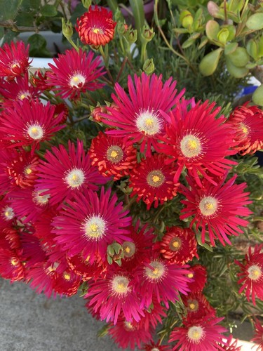 Stunnning ‘Jewel Of Desert’ Ruby Ice Plant, Delosperma Coopers X12 ...