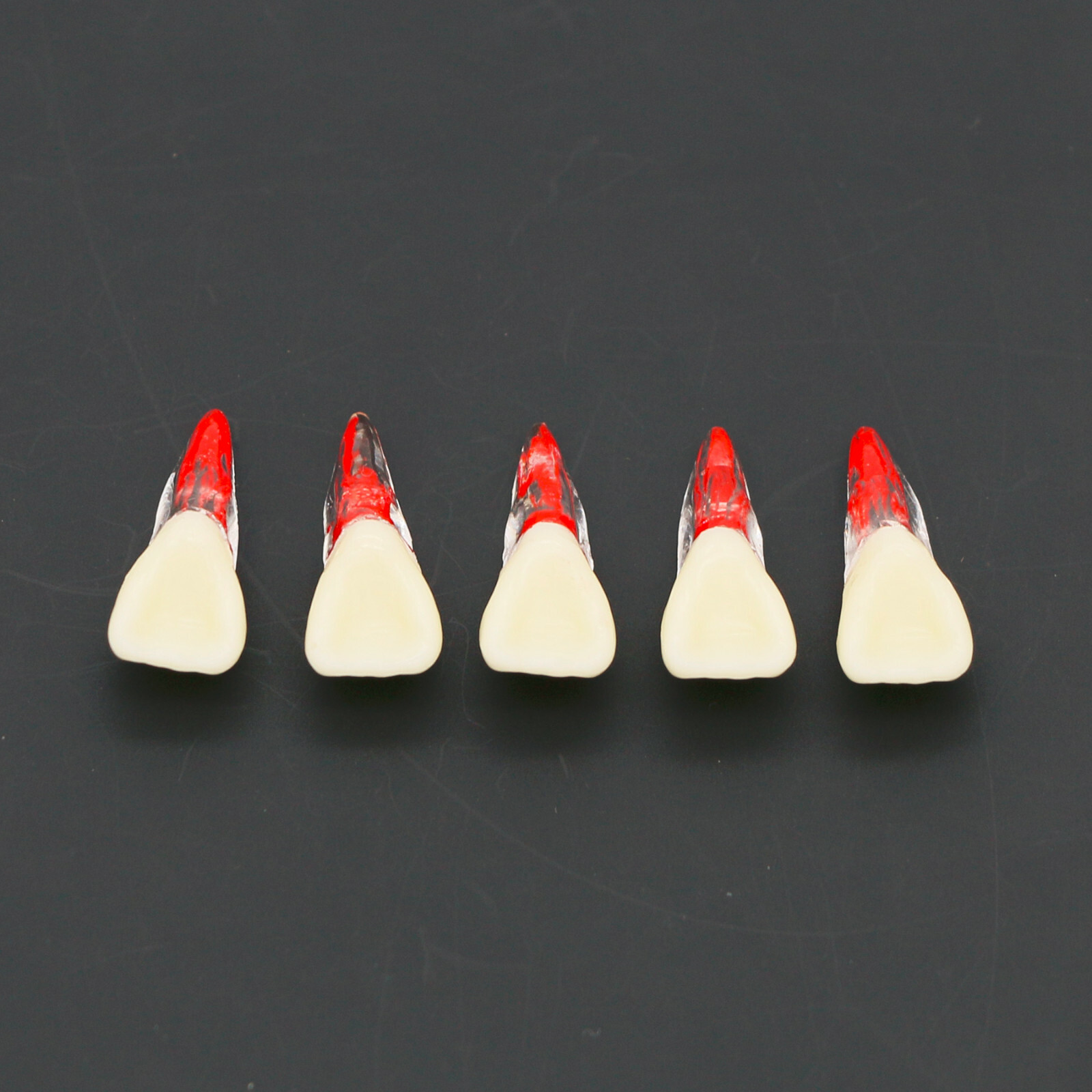 5Pcs Dental Endodontic Root Canal RCT Practice Pulp Cavity Endo Teeth ...