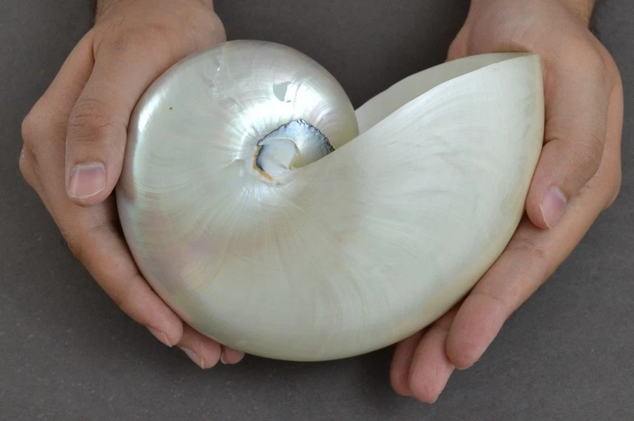 Nautilus Shell On Beach