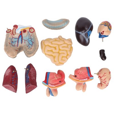 Human Torso Model Removable Educational Body Brain Anatomy For School ...
