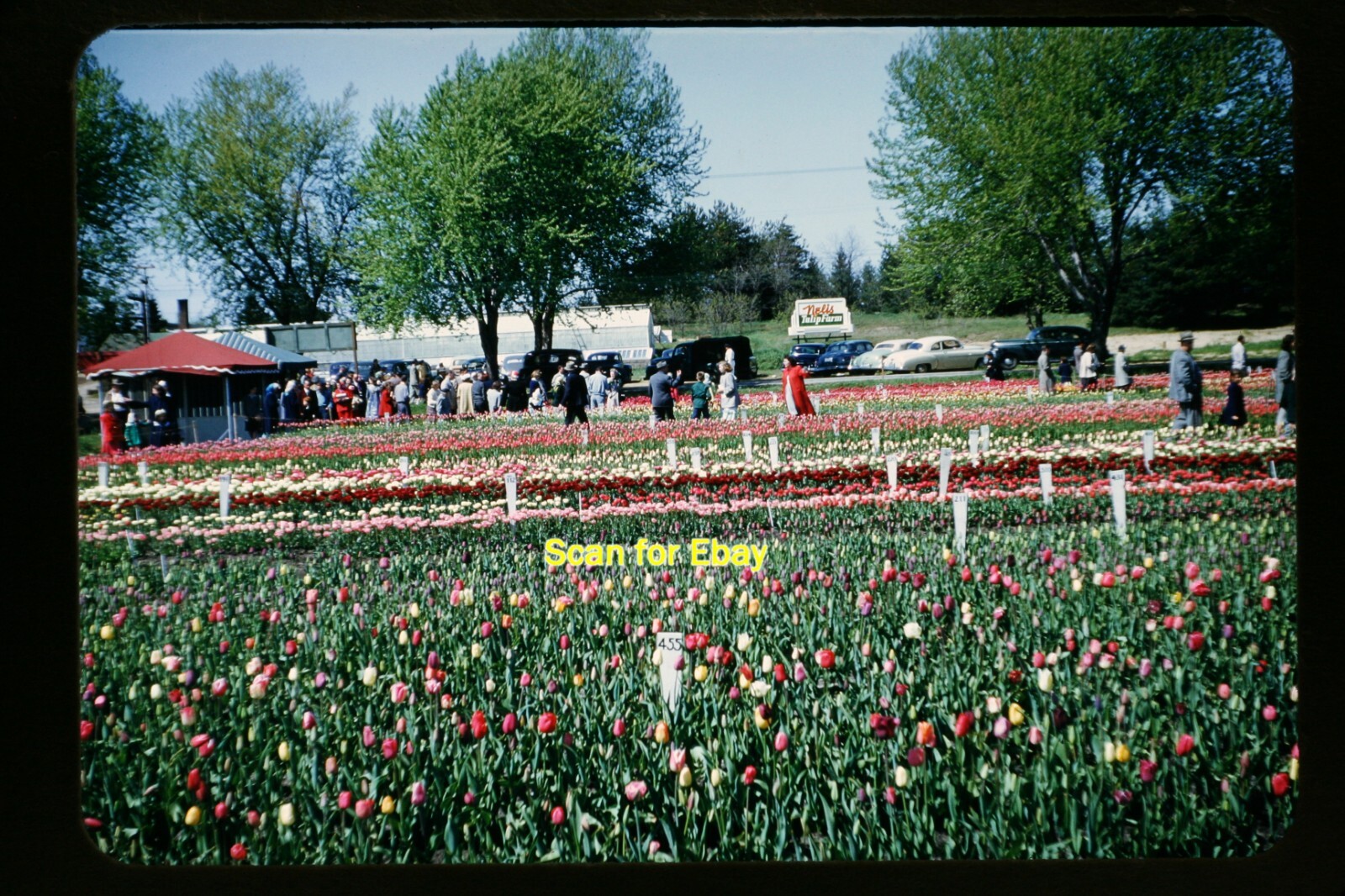 Holland, Michigan, Nelis' Tulip Farm in early 1950's, Kodachrome Slide ...