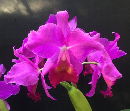 SPECIMAN CATTLEYA LC. LA SELVA 'CABBAGE' HCC/AOS ORCHID PLANT #14 | eBay