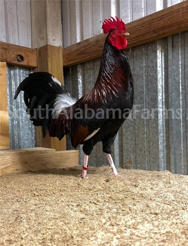 Fall Pre-Order Pure Claret 6+ Chicken Hatching Eggs | eBay