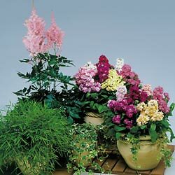 Stock Ten Week Dwarf Mix Vintage Mix 2,000 seeds | eBay