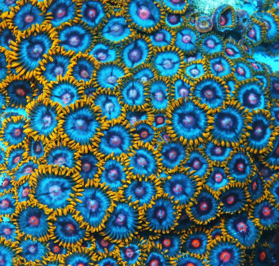GWC Blue Magic Zoa Frag Zoanthids Paly Zoa SPS LPS Corals, WYSIWYG | eBay