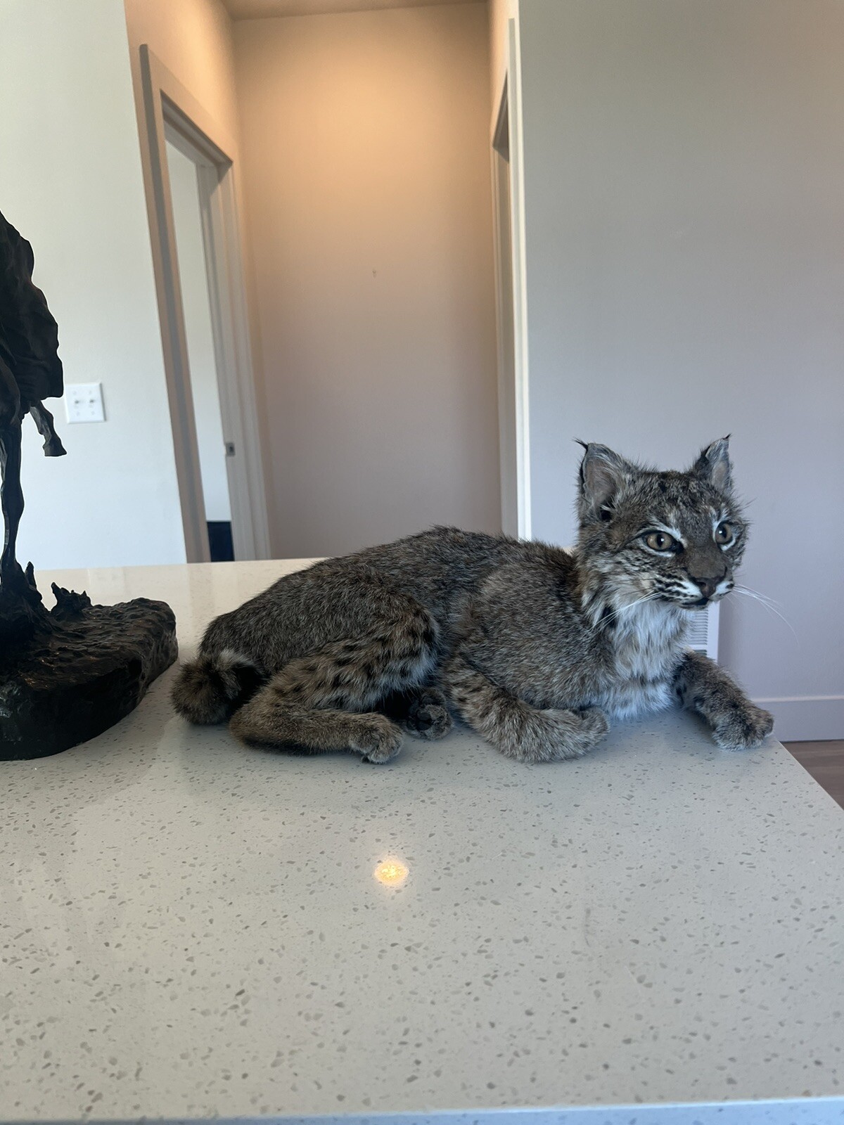 beautiful Juvenile real bobcat taxidermy mount museum quality | eBay