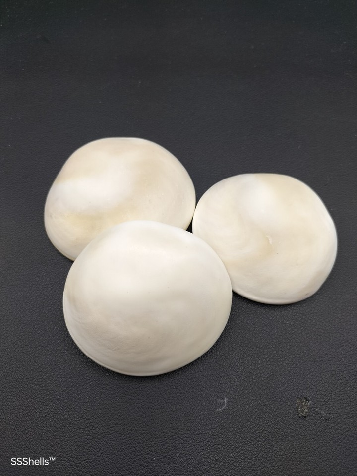 3 x giant operculum Sea shells. Cats eye shiva coastal decor. #10217 ...