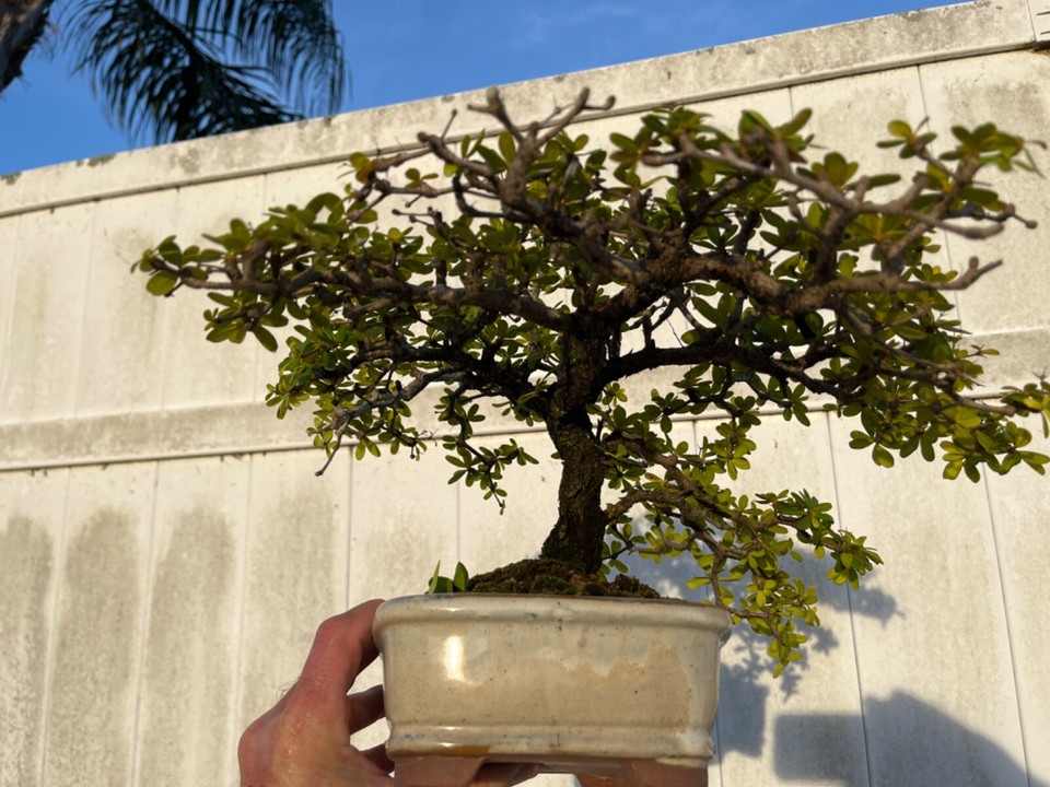 Florida native Spiny Black Olive bonsai tree | eBay