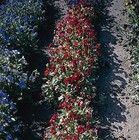 Viola cornuta Arkwright Ruby 500 seeds | eBay