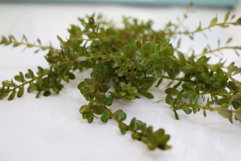 Floratica 12 X Rotala Rotundifolia Live Aquarium Plants Tropical Fish ...