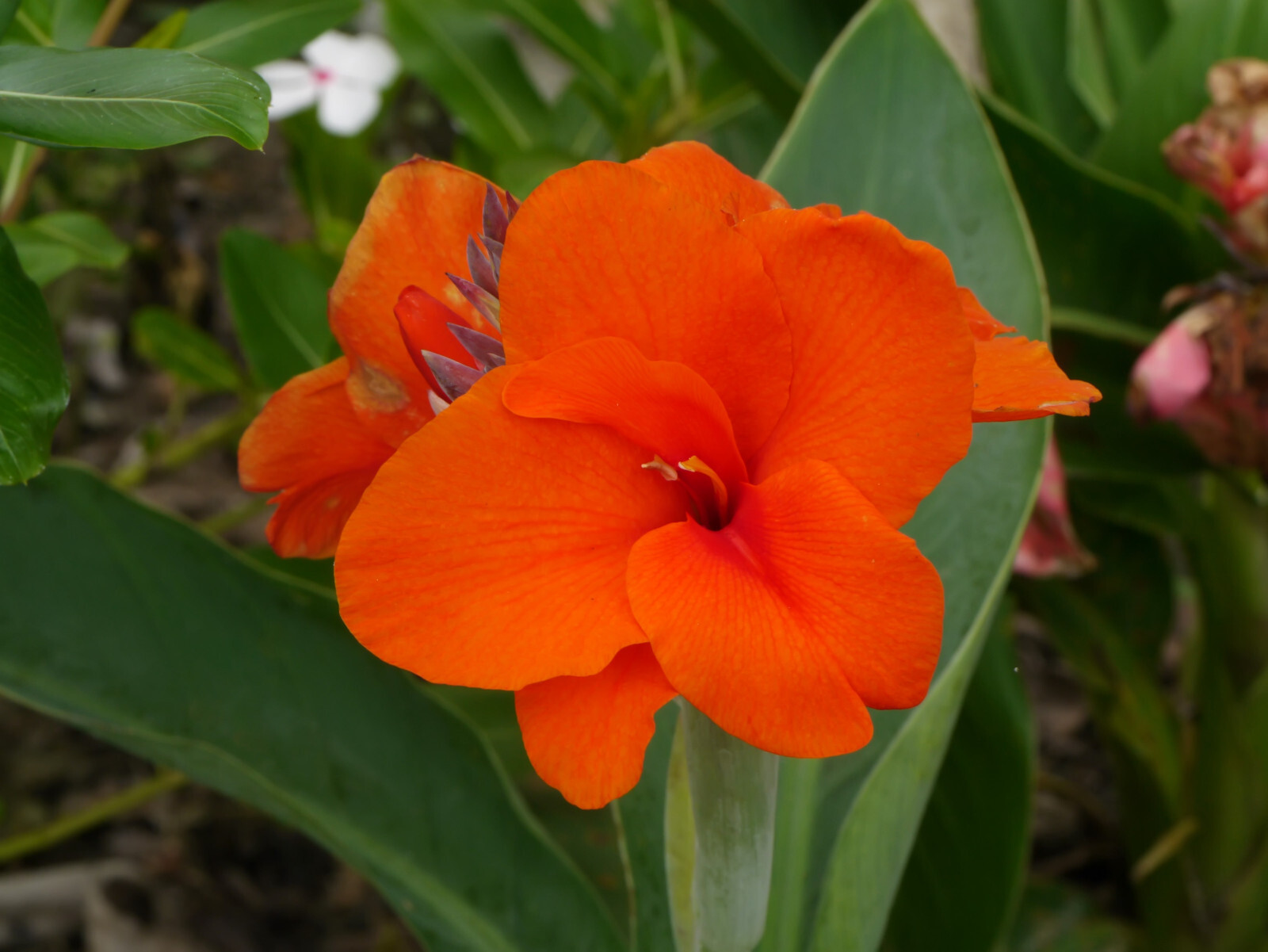 5 ORANGE CANNA LILY Indian Shot Arrowroot Canna Indica Flower Seeds ...