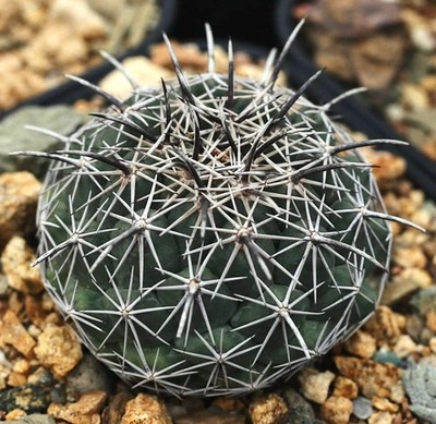 Coryphantha difficilis SEEDS - Rare Cactus SEEDS | eBay