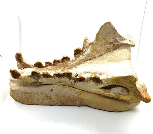 Hyaenodon lower jaw - 14 cm - Brule fm , White River group, Wyoming ...