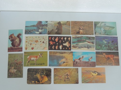 Lot of Post Cards Unposted Vintage, SHELLS, ALLIGATOR,DEER,SCOTT'S ...