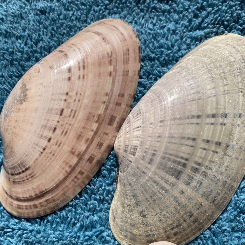 55 PC Natural Shark Eyes Sea Shells Sun Ray Venus Lettered Olive | eBay