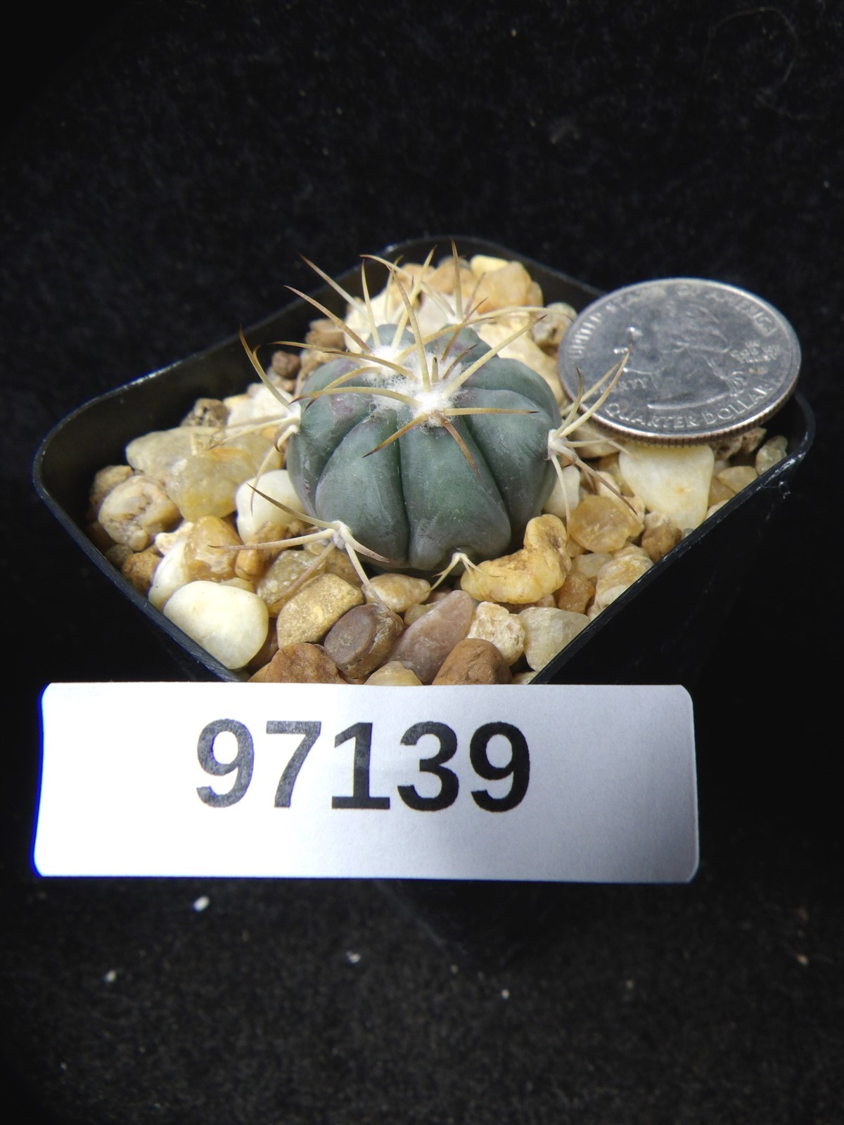 Echinocactus Horizonthalonius Rare Live Cactus Cacti Succulent Plant ...