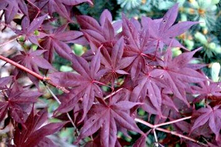 15 MUSASHINO JAPANESE MAPLE SEEEDS - Acer palmatum ' Musashino ' | eBay