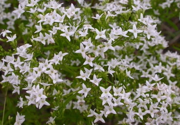 Bluets Flower Seeds | Best Flower Site