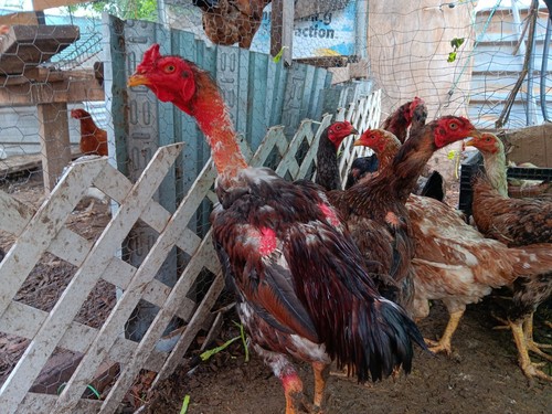 6 Mixed hatching eggs (2 indio Gigante,2Ganoi/Ganoi Don ,2 Rare Pure ...