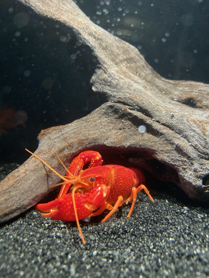 Live Neon Red Freshwater Crayfish (Procambarus clarkii) | eBay