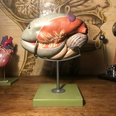 Vintage SOMSO RUMINANT STOMACH OF THE COW educational model vet school ...