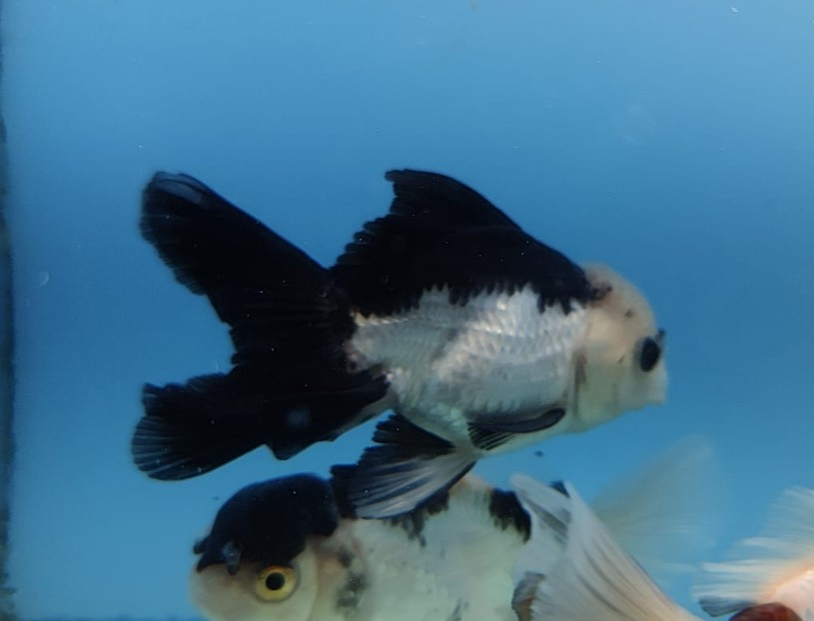 Live Fancy Goldfish Thai Panda Oranda Sellers Choice (combined shipping ...