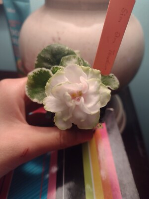 African Violet Sim Sim Tender Rose 2 Fresh Cut Unrooted Leaves ...