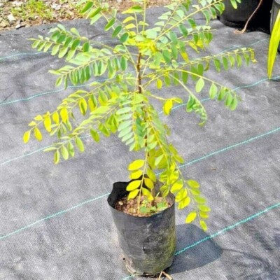 06 Very Rare Ceylon Satinwood Tree Live Fresh Seeds Chloroxylon ...