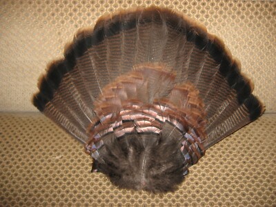 Eastern Wild Turkey Tom Gobbler Tail Fan for Decoy Or Display Excellent ...
