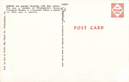 Postcard Zebra Philadelphia Zoo Pennsylvania | eBay