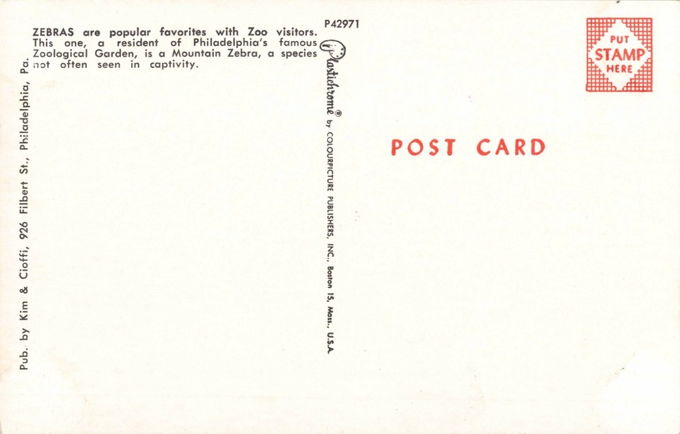 Postcard Zebra Philadelphia Zoo Pennsylvania | eBay