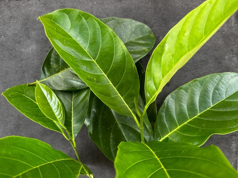 Jackfruit Tree Leaves Jackfruit Wikipedia