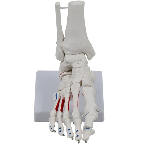 Human Foot and Ankle Model Teaching Model Foot Anatomical Model for ...