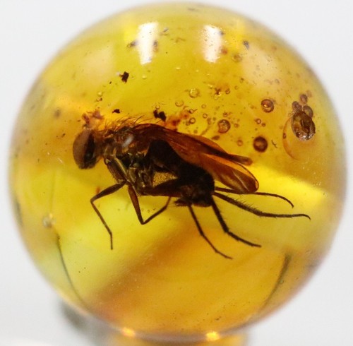 Amber Bead 7.93 mm DRILLED Sphere with Rare Insect trapped for Million ...