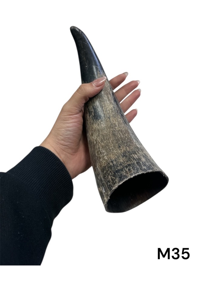 ONE MEDIUM UNPOLISHED COW HORN , REAL HORN , ONE OF A KIND , NATURAL ...