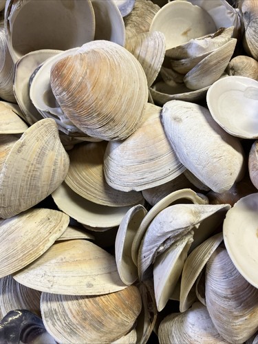Clam shells for Crafts 100 Count Bag | eBay