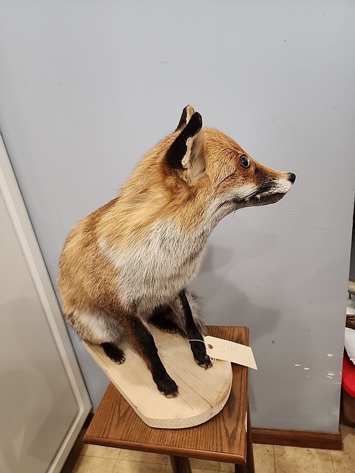 J179 Sitting Red Fox Mount Taxidermy | eBay