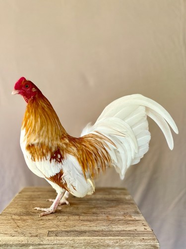 6 Show quality Red pyle Old English bantam hatching eggs | eBay