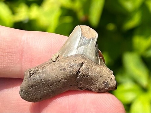 Cretoxyrhina mantelli Fossil Ginsu Sharks Tooth Mississippi Eutaw ...