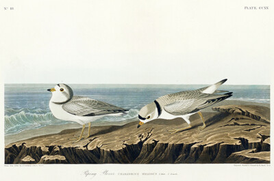 Piping Plover - 1827 - Illustration Poster | eBay